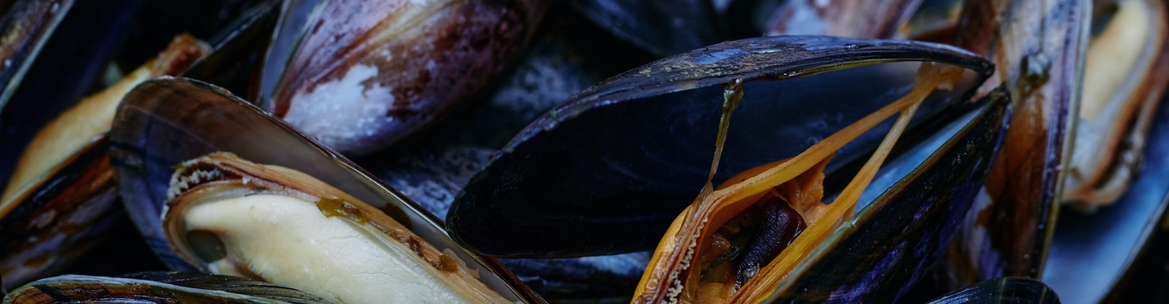 Mussel farming in Zeeland's North Sea Voordelta kicks off | HZ ...